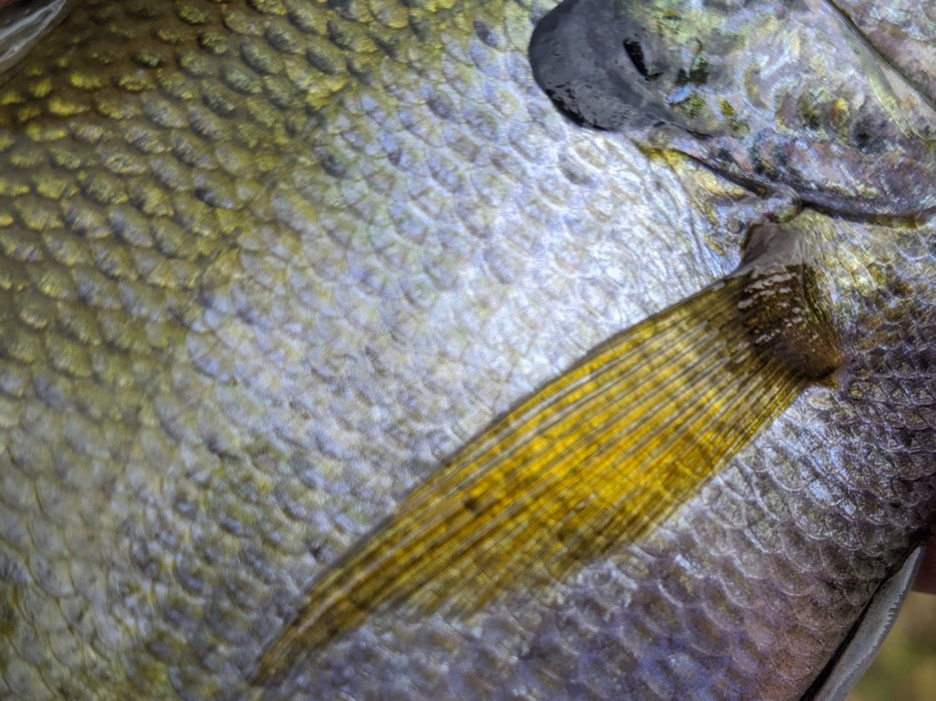 Exploring the Florida Genryu by Michael Agneta | Tenkara Angler