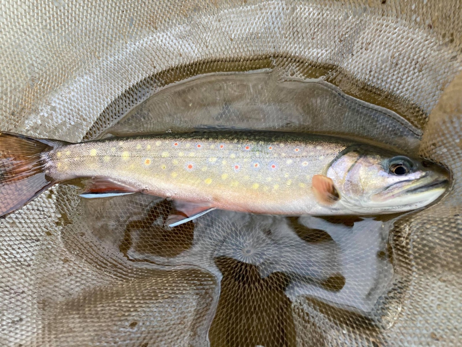 The Good, the Bad and the Ugly | Tenkara Angler