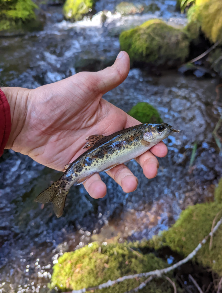 Tenkara in Photos | A Photo Essay by Bobby Buglione