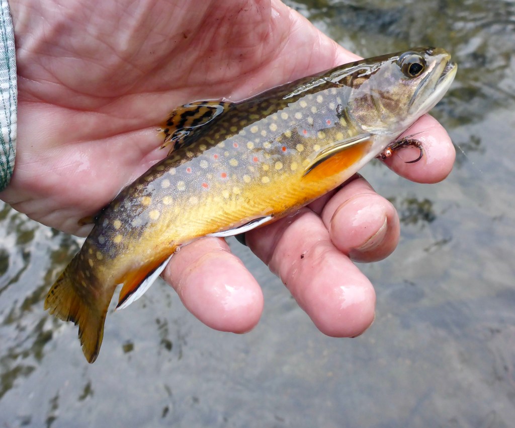 Tenkara in the Black Hills | Tenkara Angler